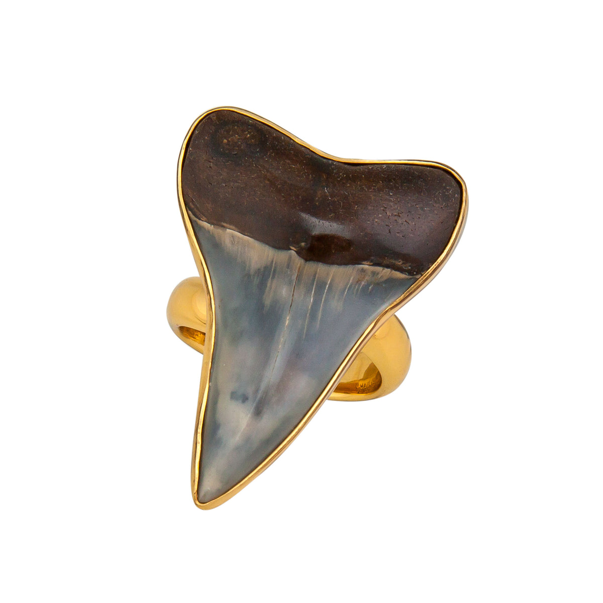 Shark Tooth Collection - Charles Albert Inc